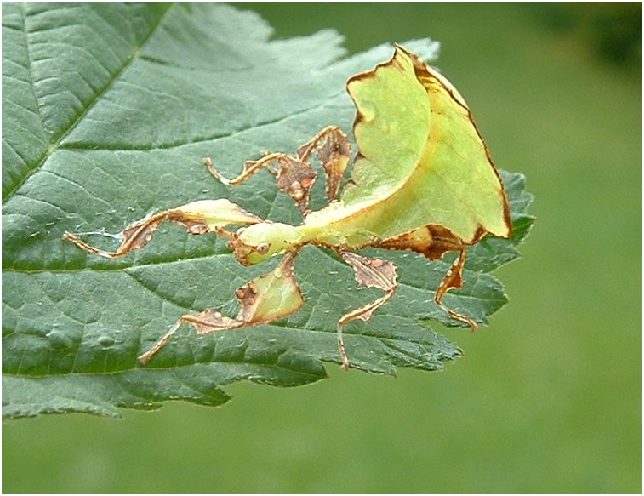 Phyllium giganteum Foto & Bild | tiere, wildlife, insekten Bilder auf ...