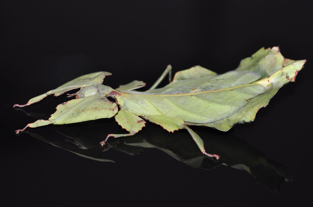 Phyllium giganteum, Foto & Bild | tiere, haustiere, terraristik Bilder ...
