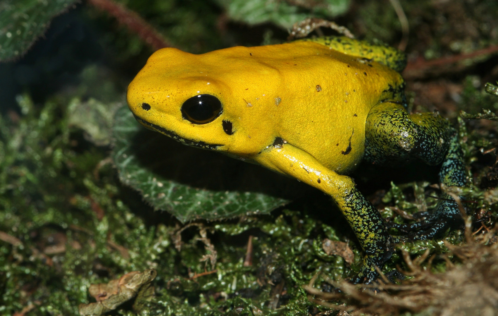 Phyllobates bicolor photo et image | animaux, reptiles, amphibiens ...