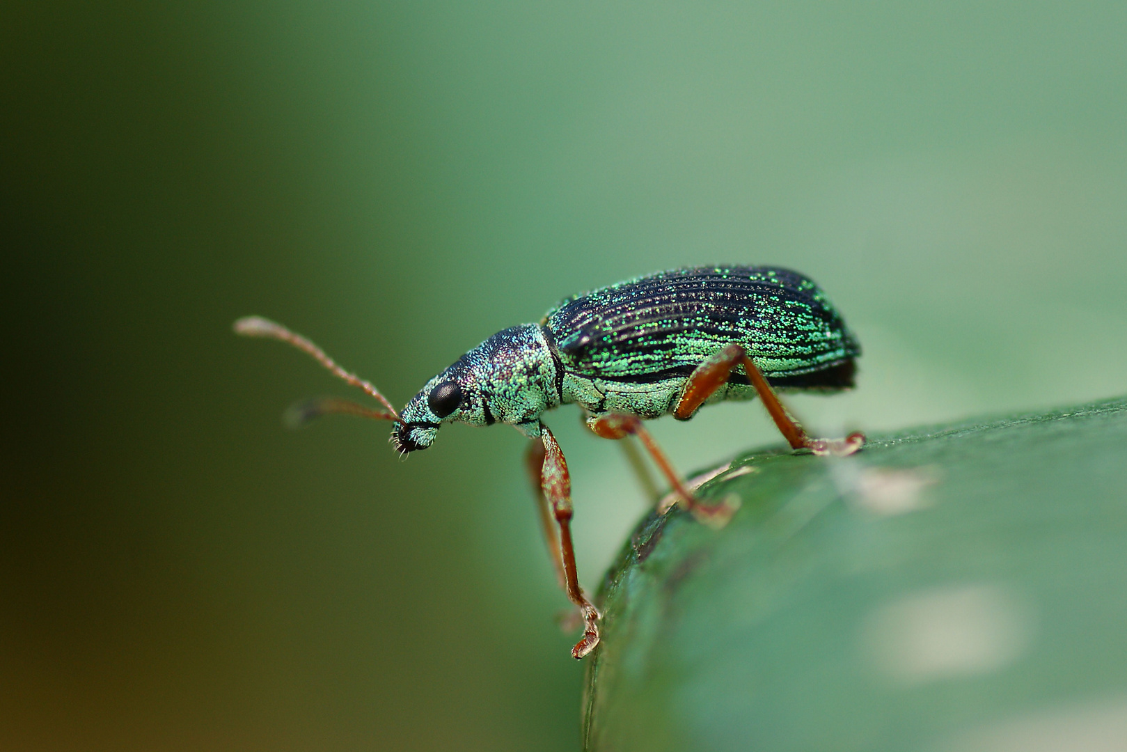 Phyllobius glaucus Foto & Bild | natur, insekten, tiere Bilder auf ...