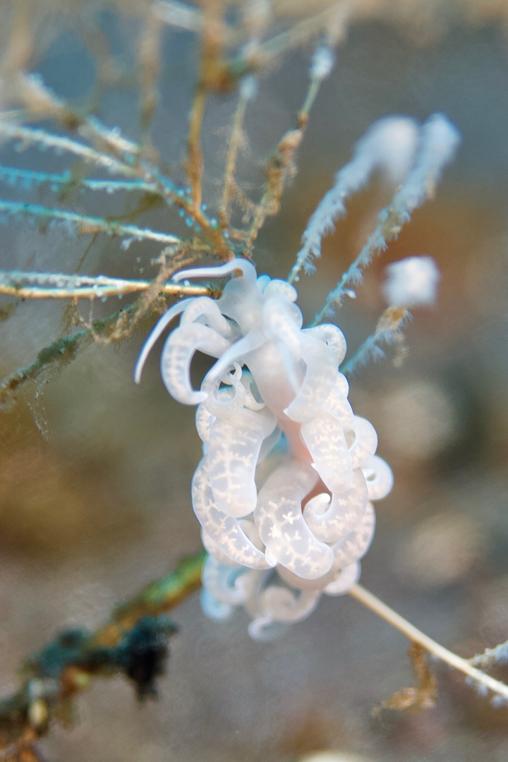 Phyllodesmium crypticum, Zirren Fadenschnecke Foto & Bild | wasser, sea ...