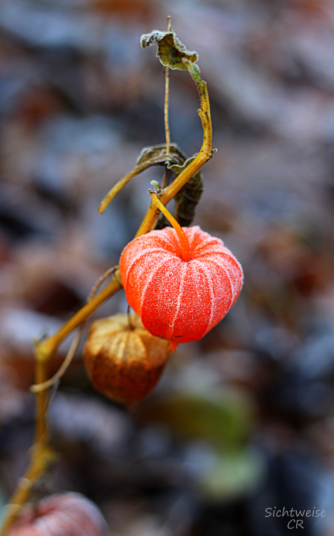 Physalis Foto & Bild | fotos, spezial, kalt Bilder auf fotocommunity