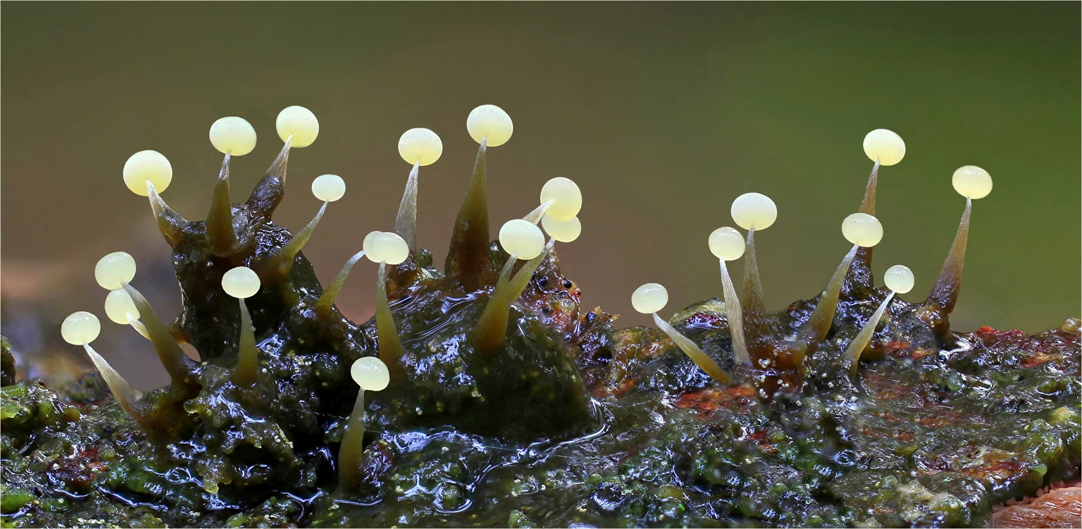 Physarum nutans Foto & Bild | pflanzen, pilze & flechten, pilze ...