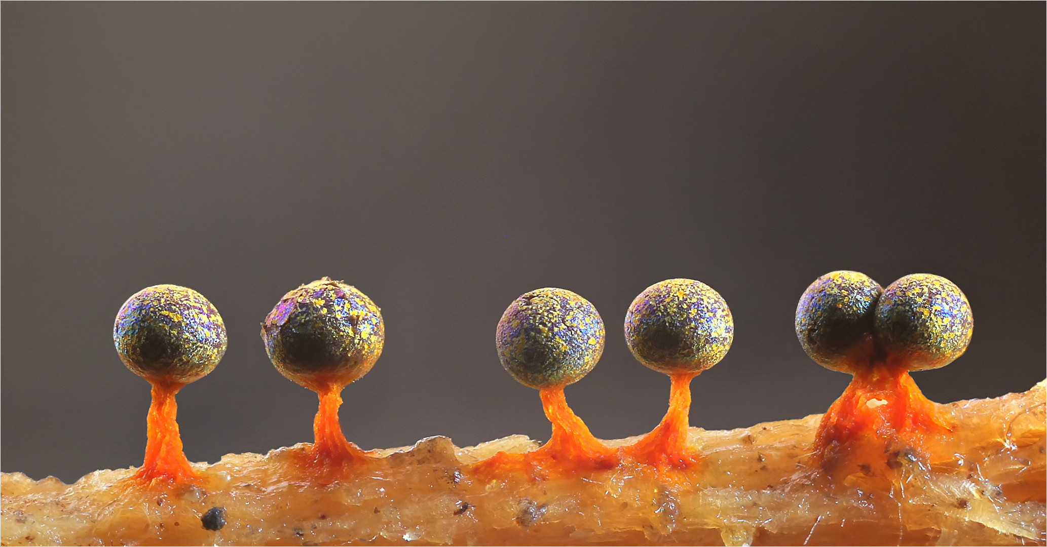 Physarum psittacinum Foto & Bild | myxomyceten, wald, natur Bilder auf ...