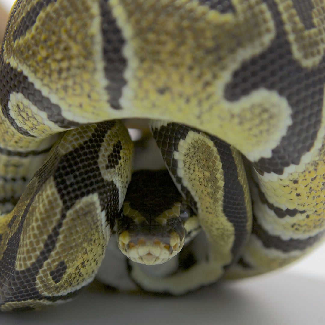 Phyton Regius Foto % Immagini| nature, natur, animals Foto su fotocommunity