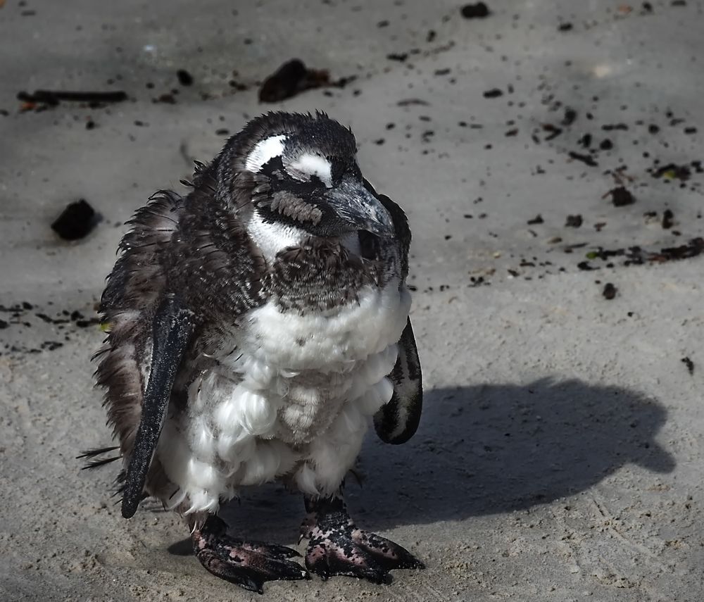 PI PI Pinguin Foto & Bild | outdoor, makro, natur Bilder auf fotocommunity