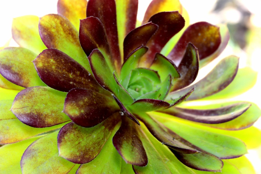 Pianta Grassa Foto % Immagini| piante, fiori e funghi, natura Foto su ...