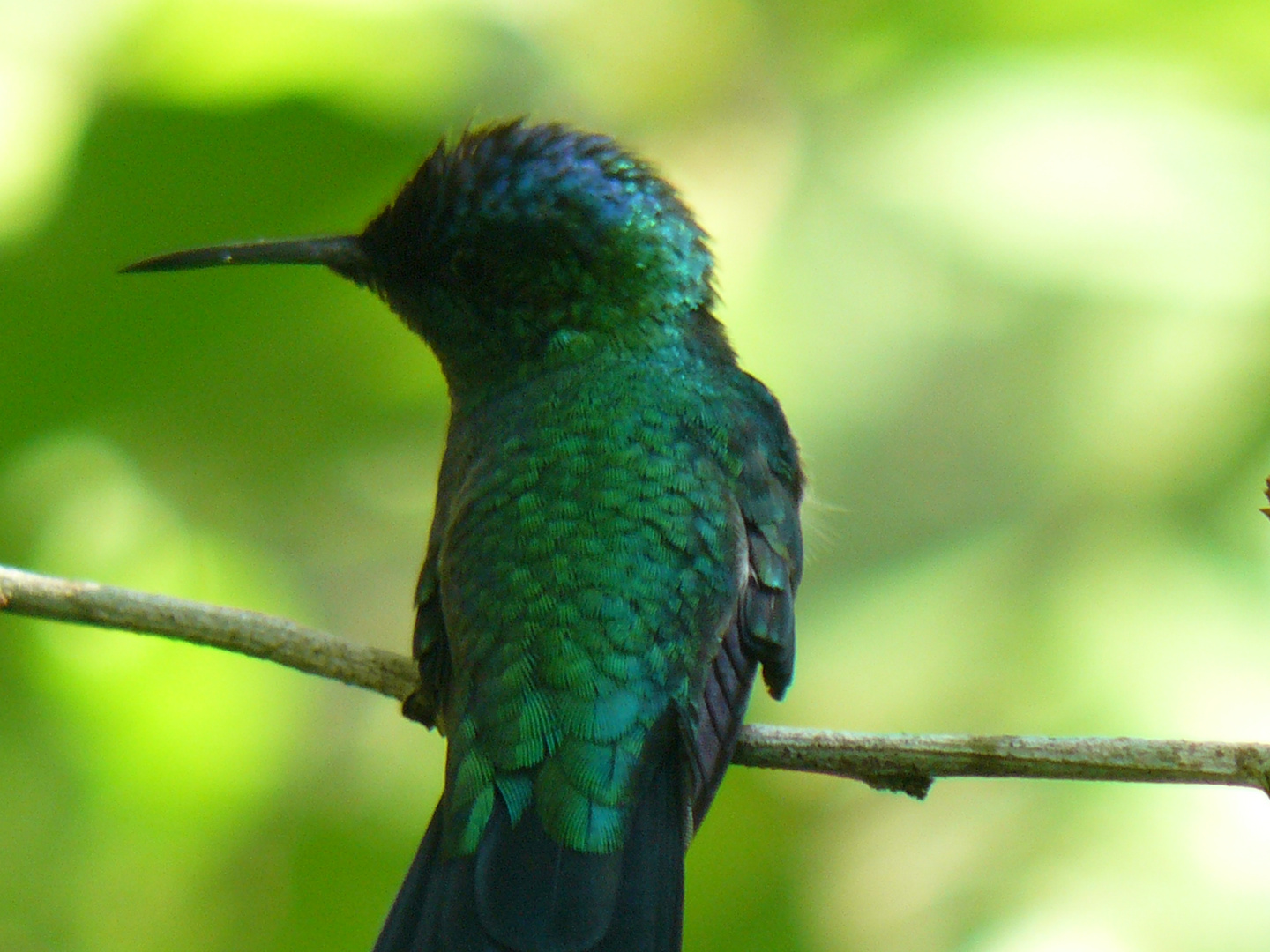 picaflor Imagen & Foto | animales, aves, naturaleza Fotos de fotocommunity