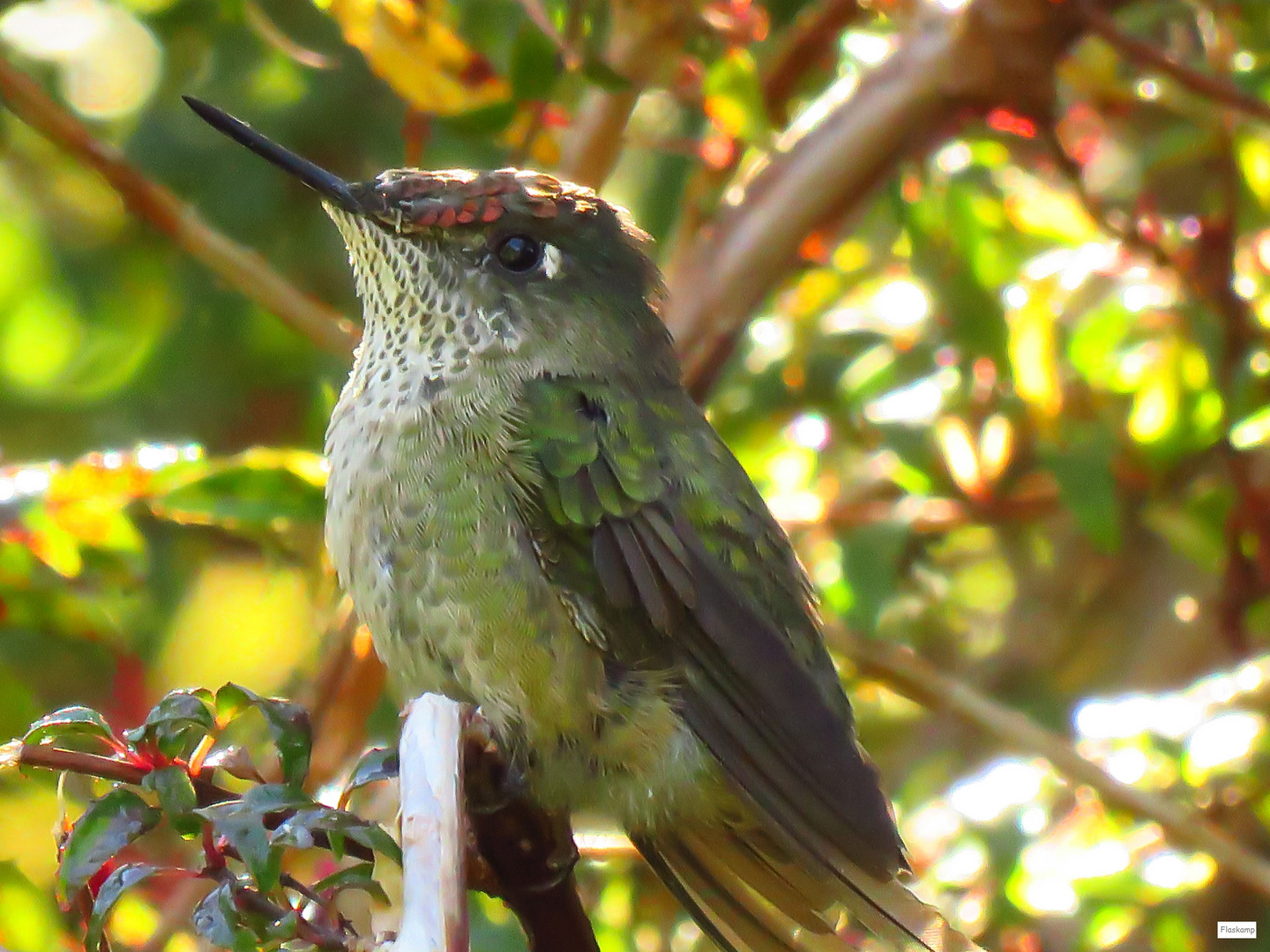 Picaflor Chico ...... Foto & Bild | tiere, wildlife, wild lebende vögel ...