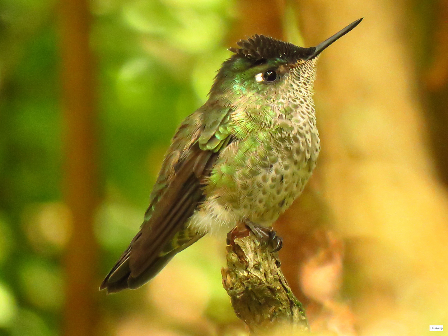 Picaflor Chico ...... Foto & Bild | tiere, wildlife, wild lebende vögel ...