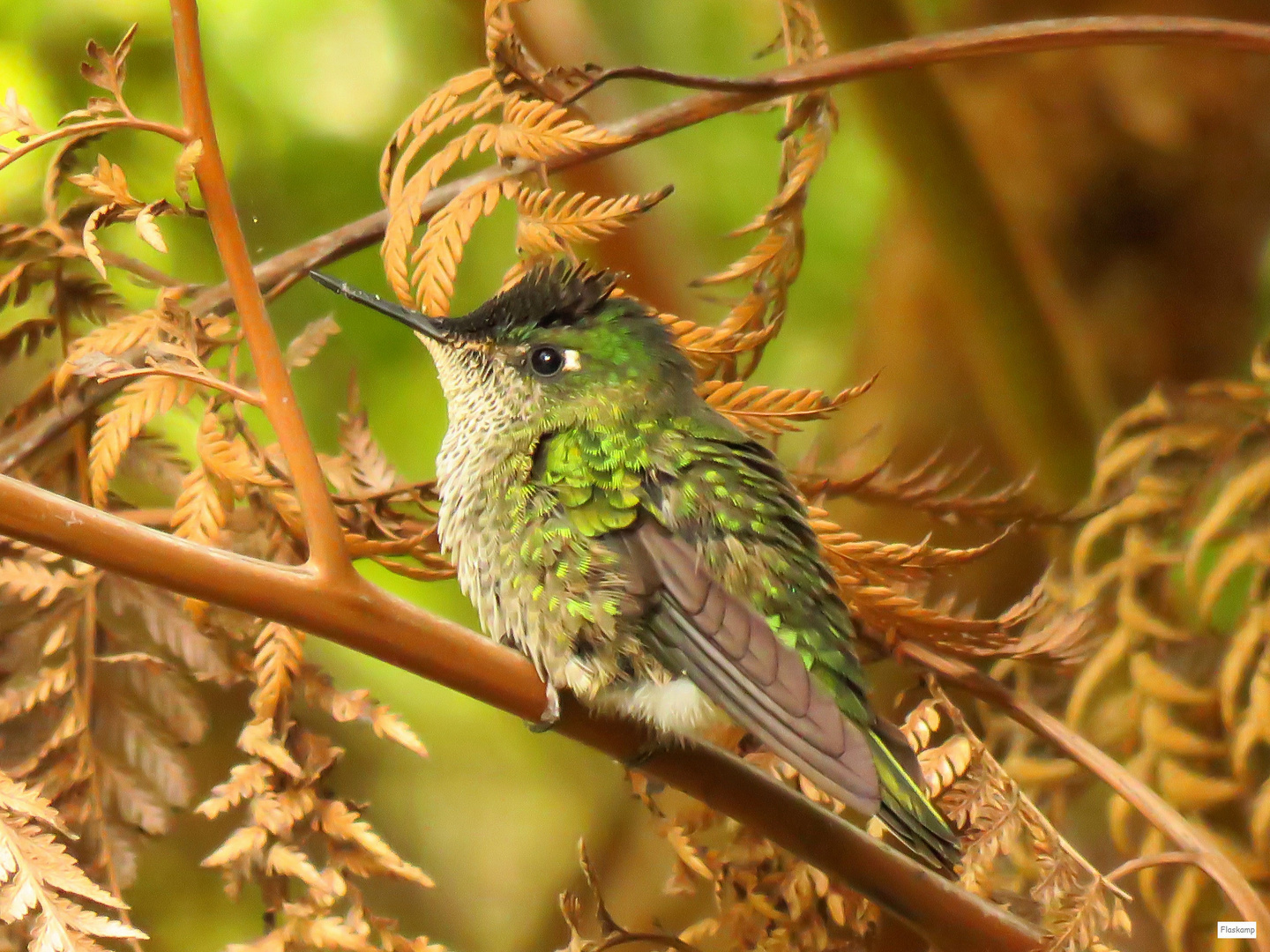 Picaflor Chico ....... Foto & Bild | tiere, wildlife, wild lebende ...