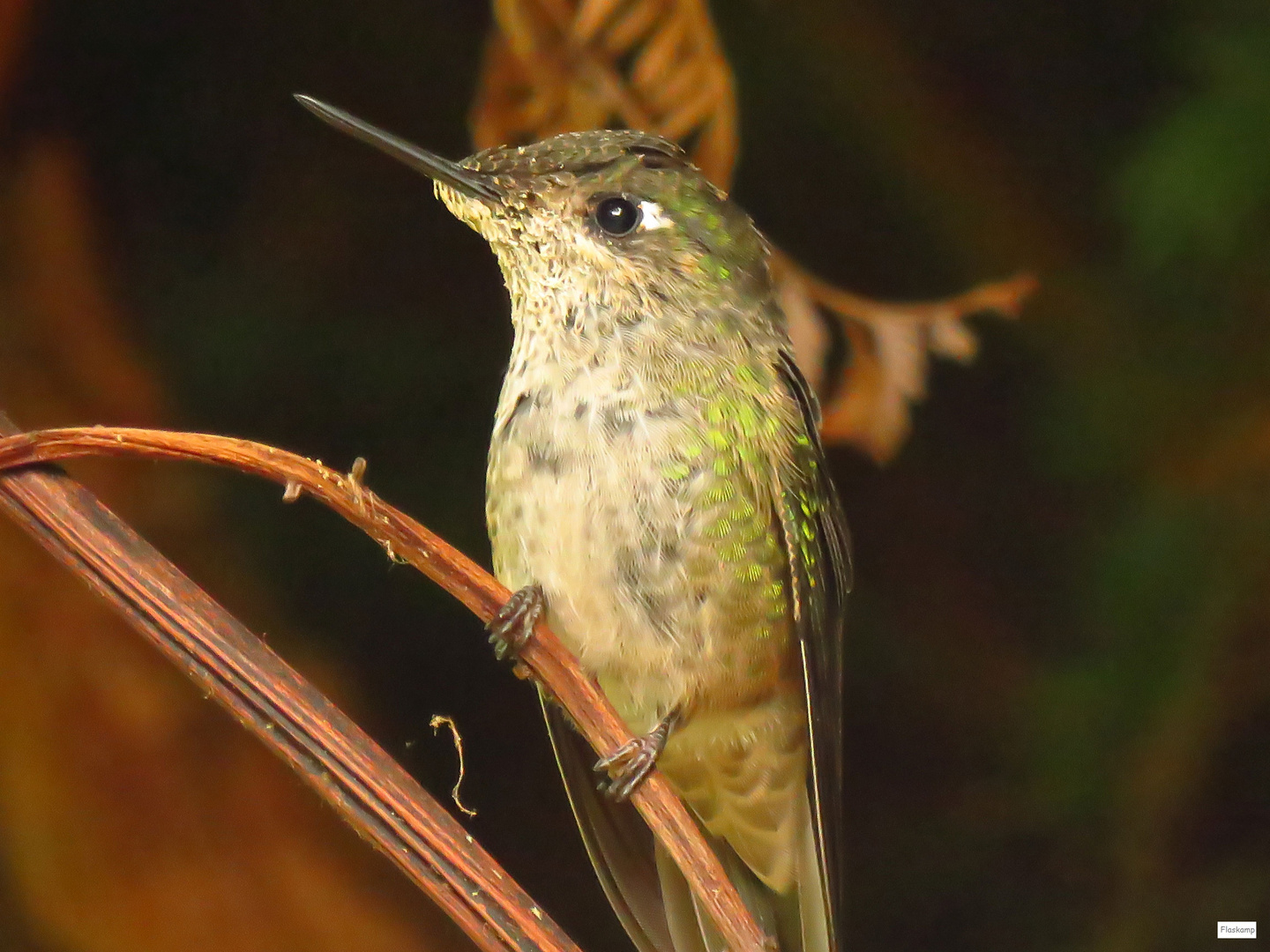 Picaflor Chico im Februar in Chaiten ...... Foto & Bild | tiere ...