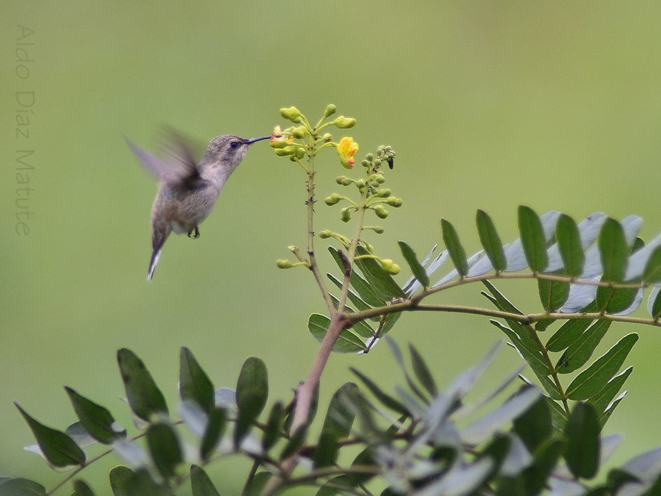 Picaflor Imagen & Foto | lomas de asia, naturaleza, aves Fotos de ...