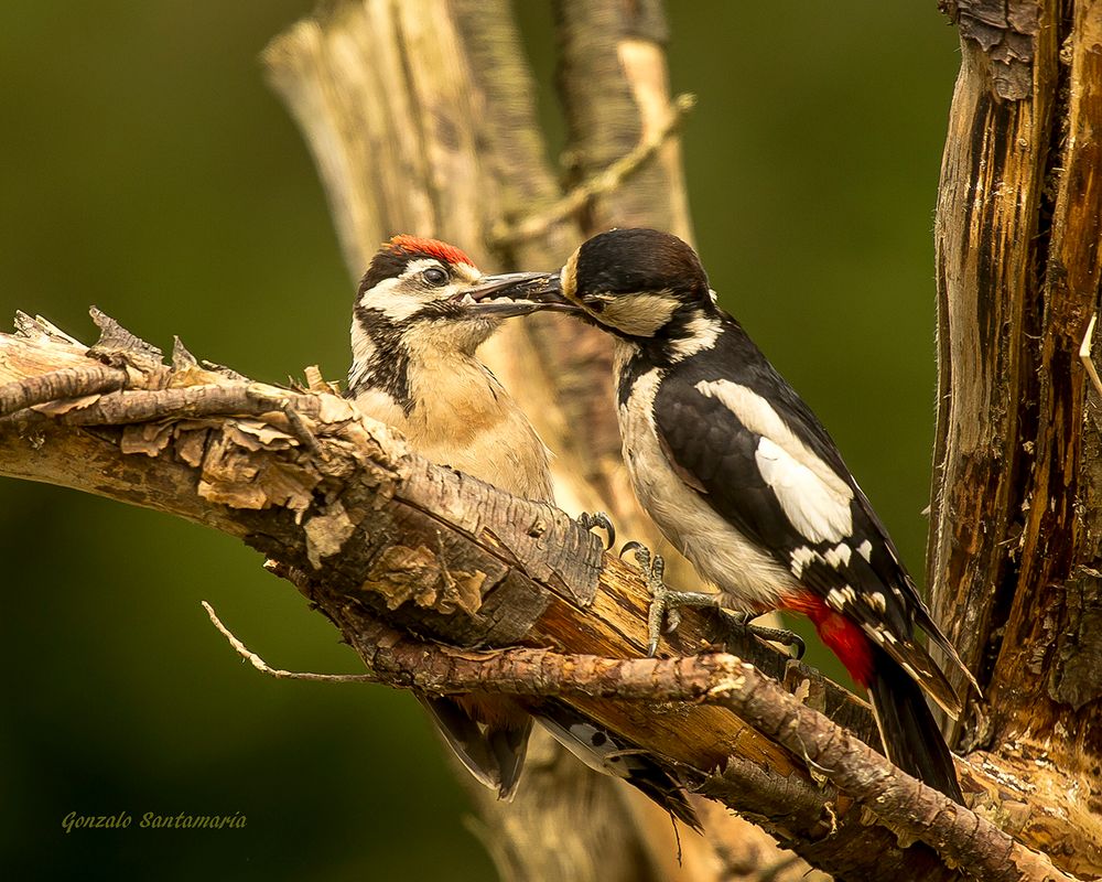 PICAPINOS Imagen & Foto | picapinos, naturaleza Fotos de fotocommunity
