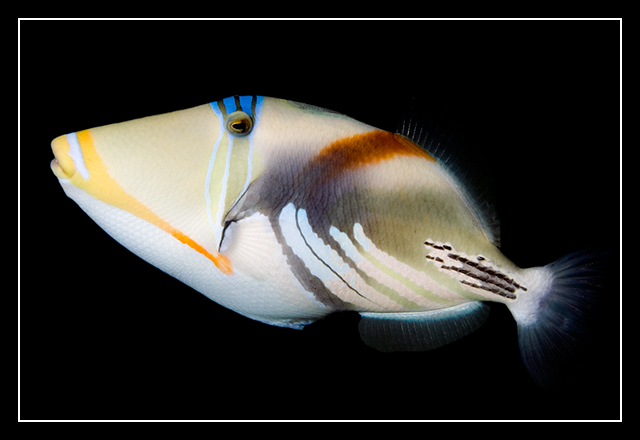 Picasso-Fisch (Südsee / franz. Polynesien) Foto & Bild | unterwasser ...