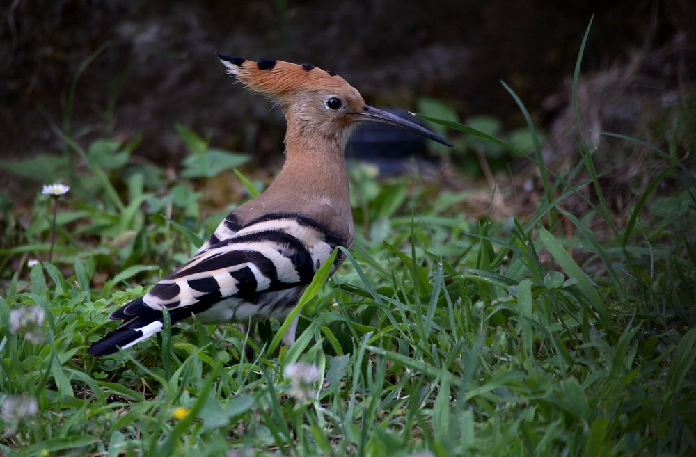 PICCHIO COL CIUFFO Foto % Immagini| animali, uccelli allo stato libero ...