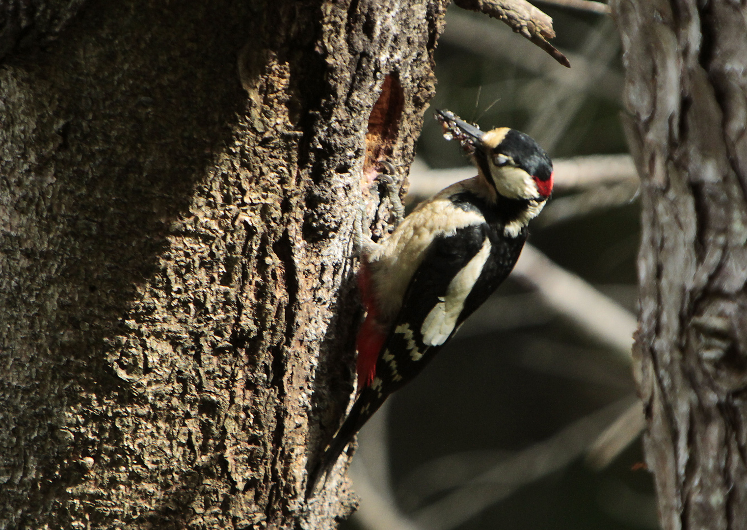 picchio rosso Foto % Immagini| animali, uccelli allo stato libero ...