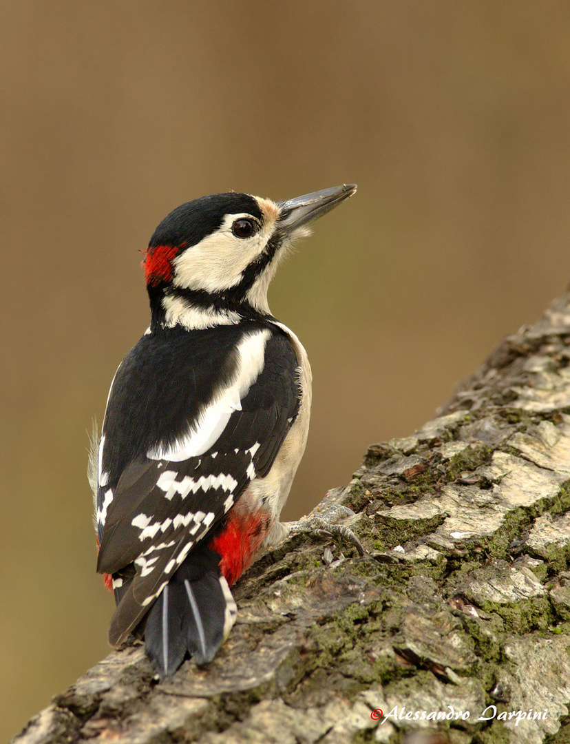 Picchio Rosso Maggiore Foto % Immagini| animali, uccelli allo stato ...