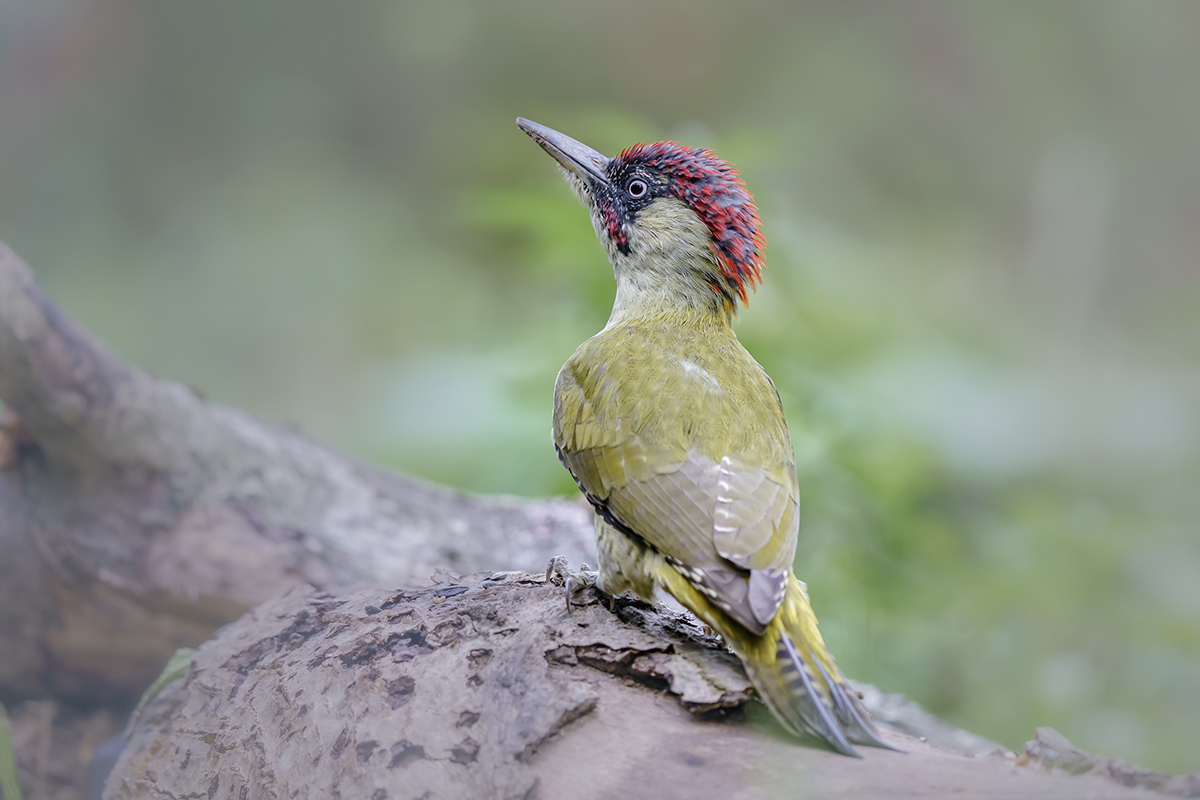 Picchio Verde Foto % Immagini| avifauna , nature, photography Foto su ...