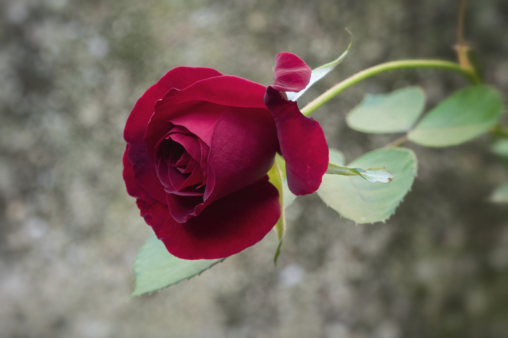 Piccola rosa rossa Foto % Immagini| piante, fiori e funghi, macro e ... Piccola rosa rossa Foto % Immagini| piante, fiori e funghi, macro e ...