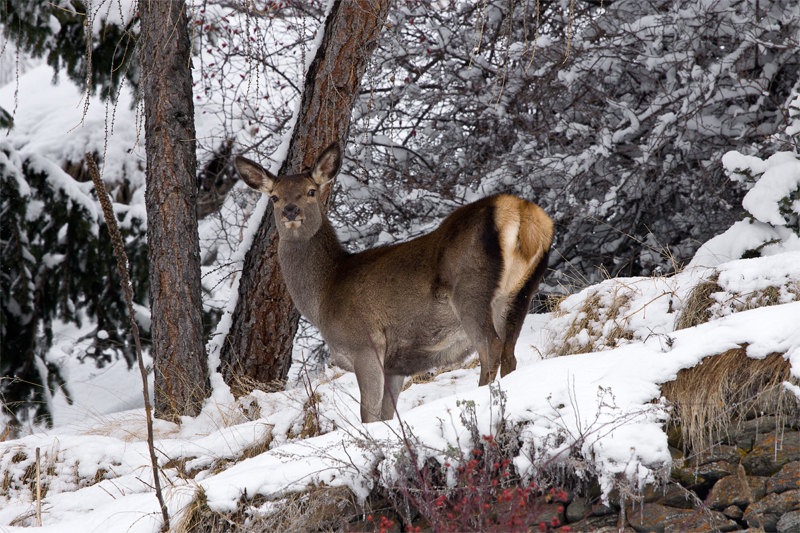 Piccolo di cervo Foto % Immagini| animali, mammiferi allo stato libero ...