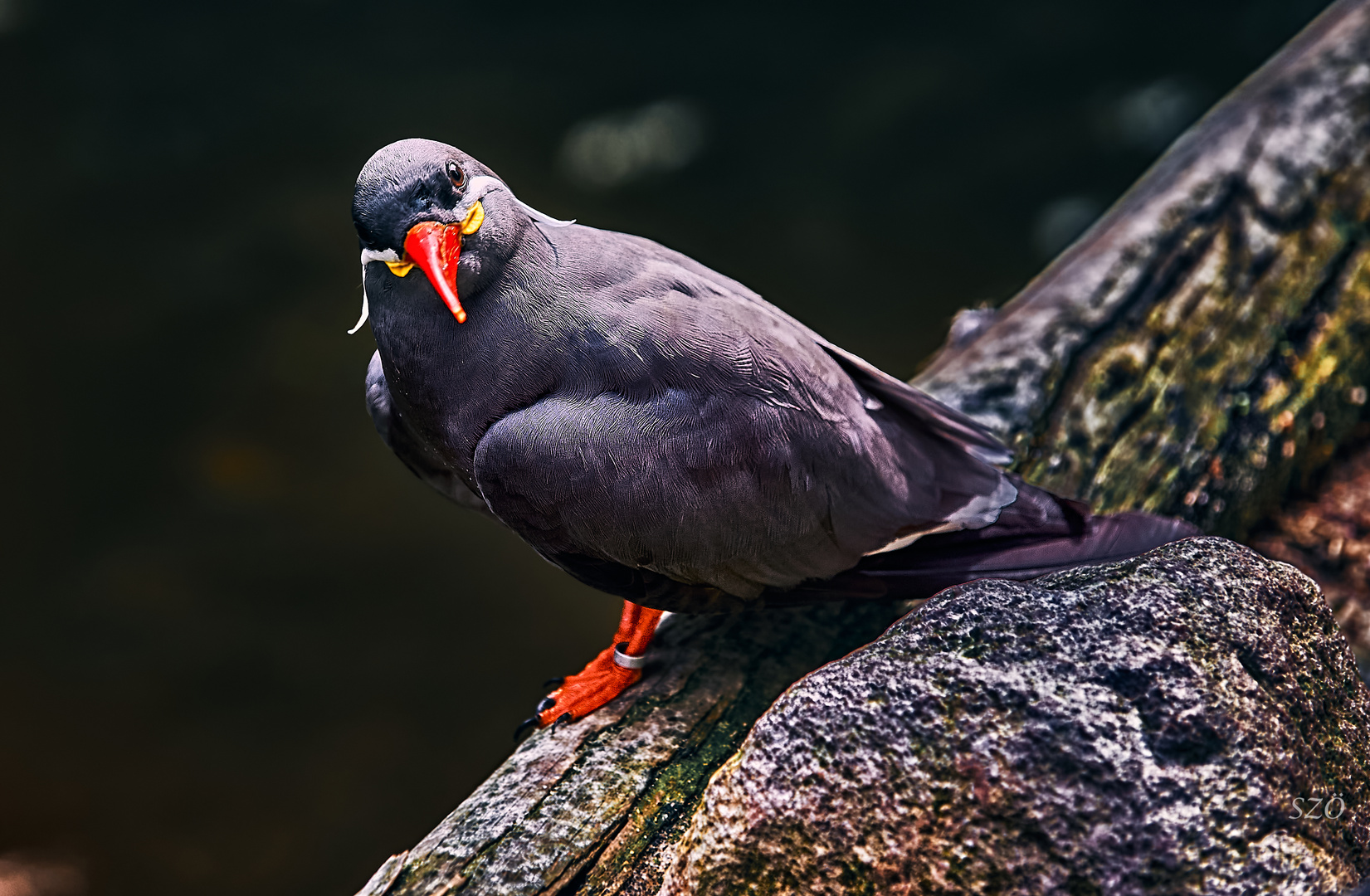 Pico rojo Imagen & Foto | animales, aves, naturaleza Fotos de fotocommunity