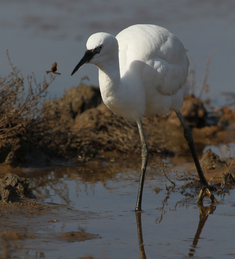 picorette! photo et image | animaux, animaux sauvages, oiseaux Images ...