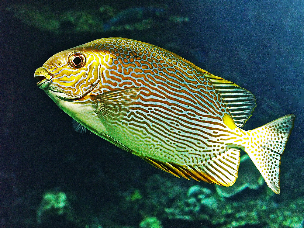 Picot rayé (siganus lineatus) -- Linierter Kaninchenfisch photo et ...