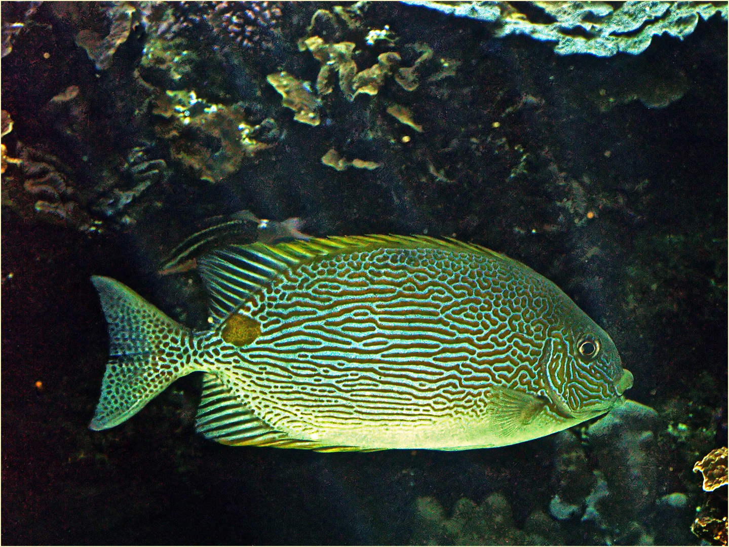 Picot rayé -- Siganus lineatus -- Linierter Kaninchenfisch photo et ...