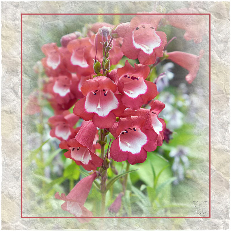 ~ Picotee Red ~ Foto & Bild | fotomontage, composing , kreativ Bilder ...