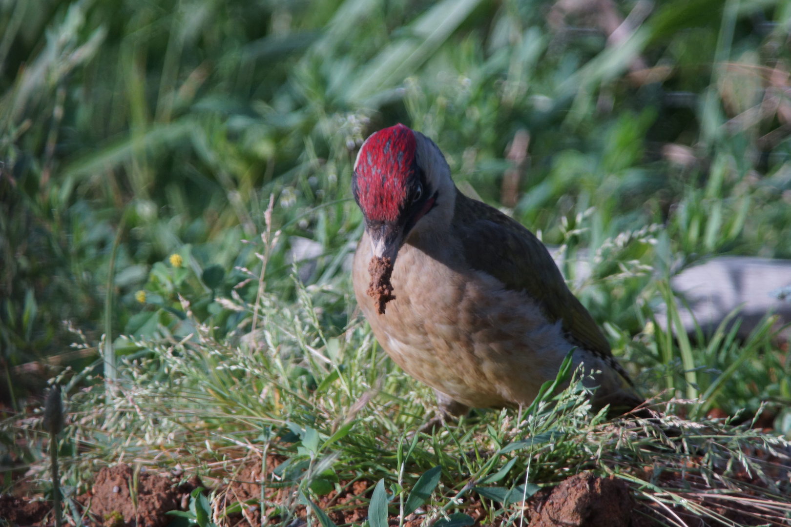 Picus viridis photo et image | animaux, animaux sauvages, oiseaux ...