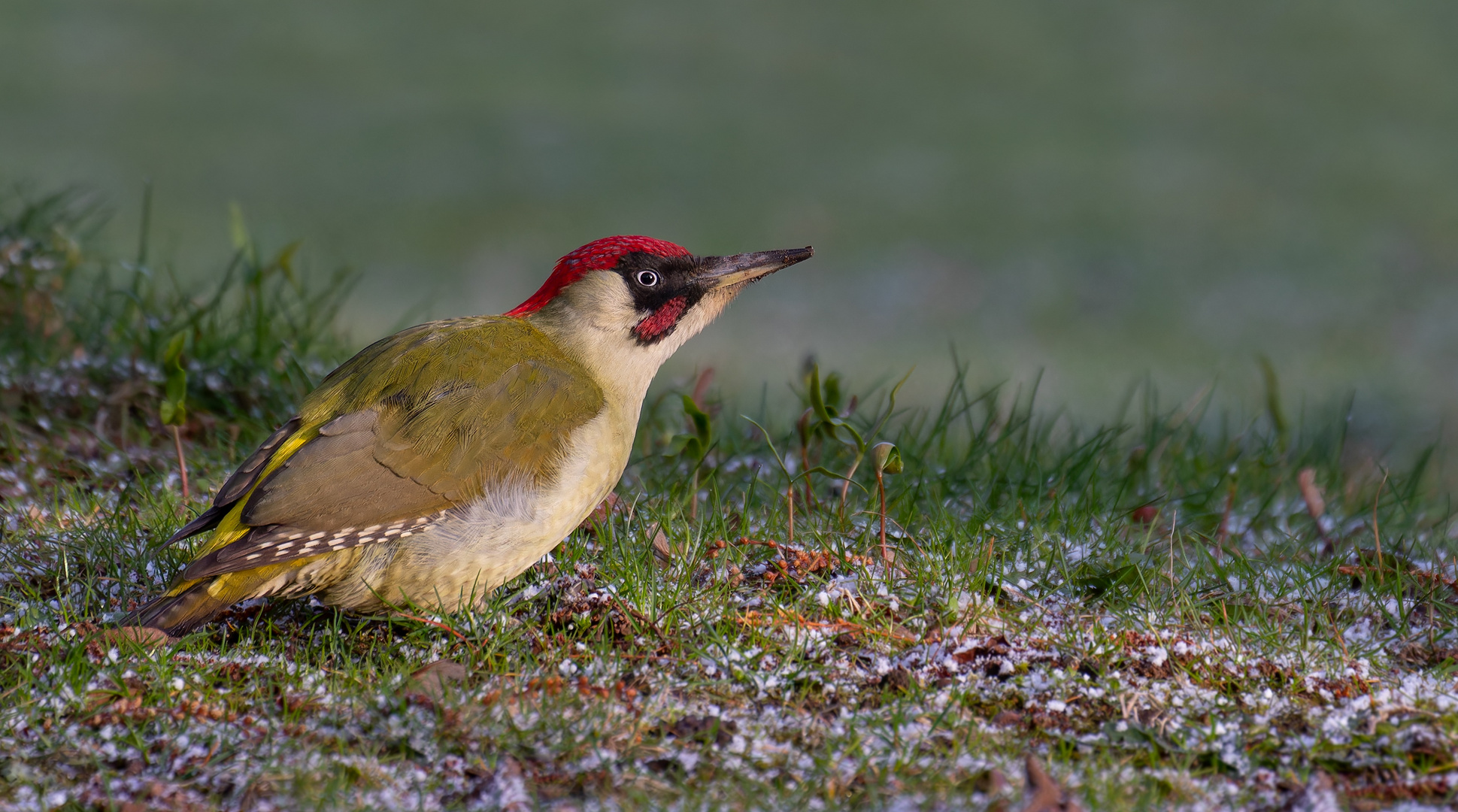 Picus viridis - Grünspecht - m Foto & Bild | kalt, schnee, natur Bilder ...
