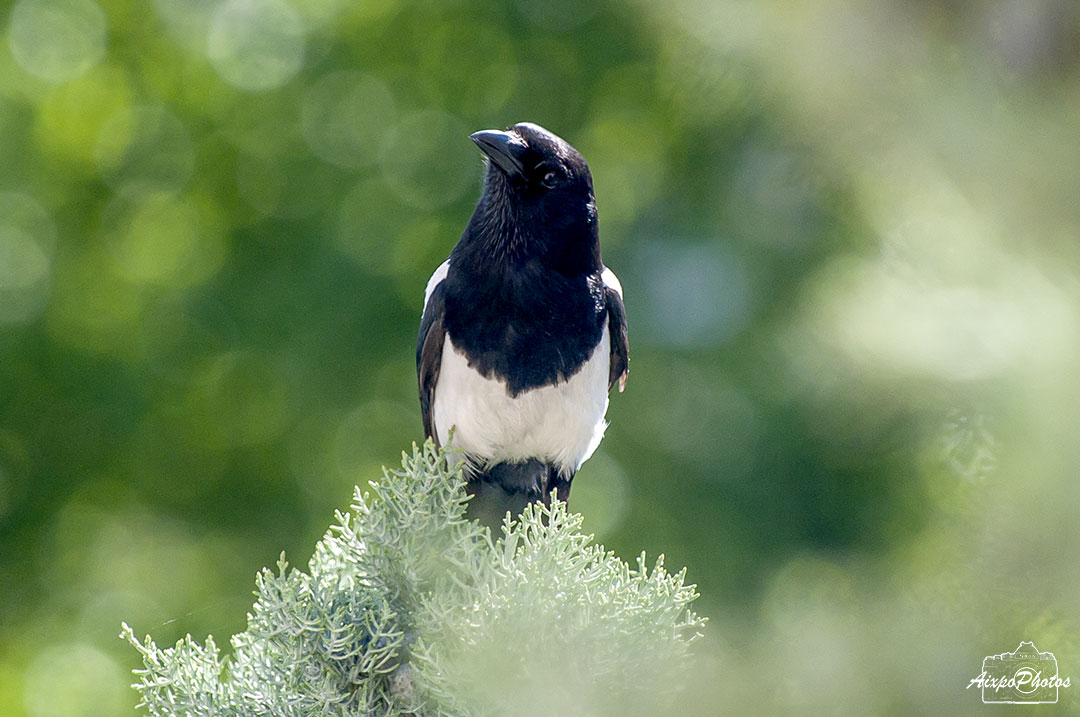 Pie Bavarde photo et image | animaux, animaux sauvages, oiseaux Images ...