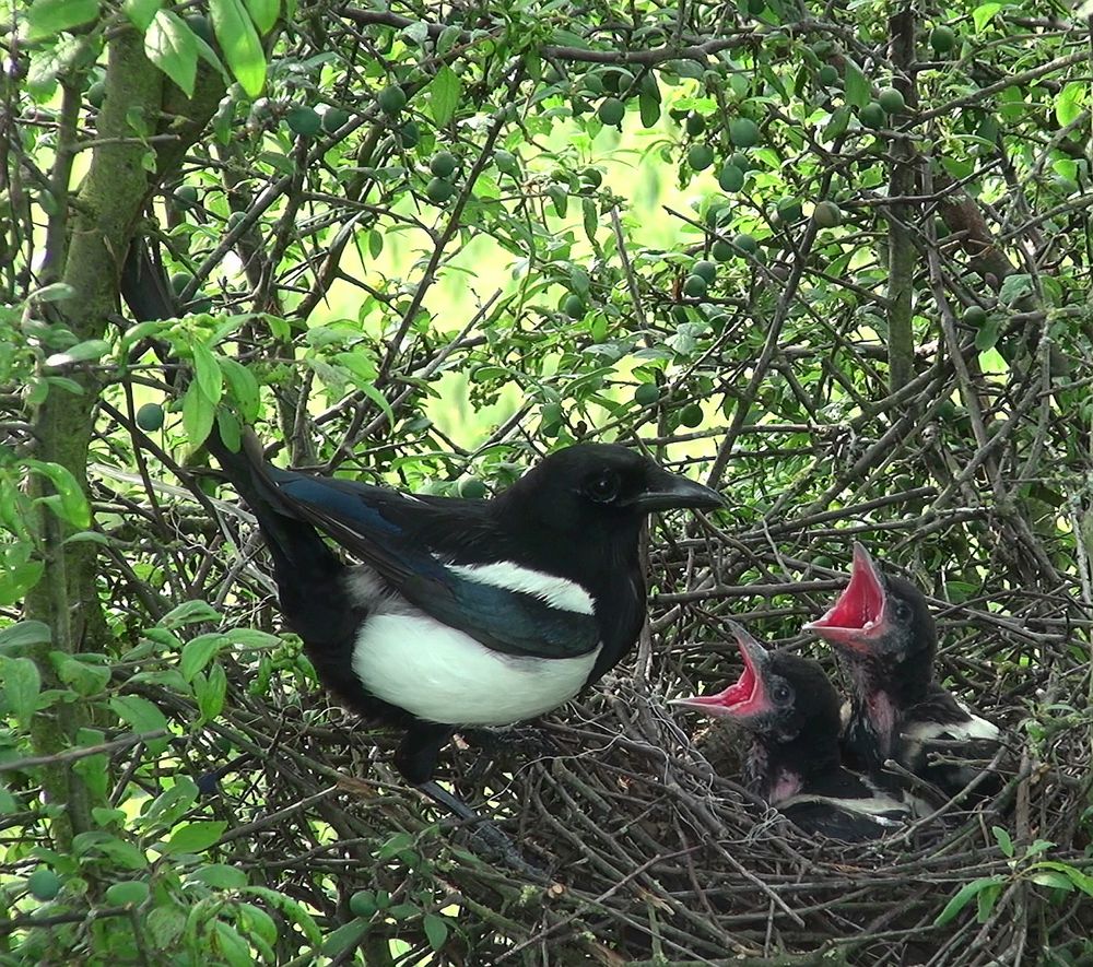 Pie bavarde photo et image | animaux, animaux sauvages, oiseaux Images ...