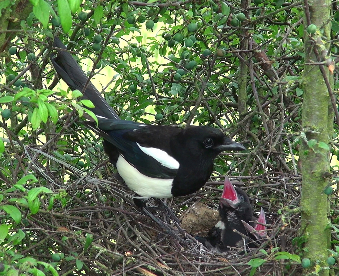 Pie bavarde femelle photo et image | animaux, animaux sauvages, oiseaux ...