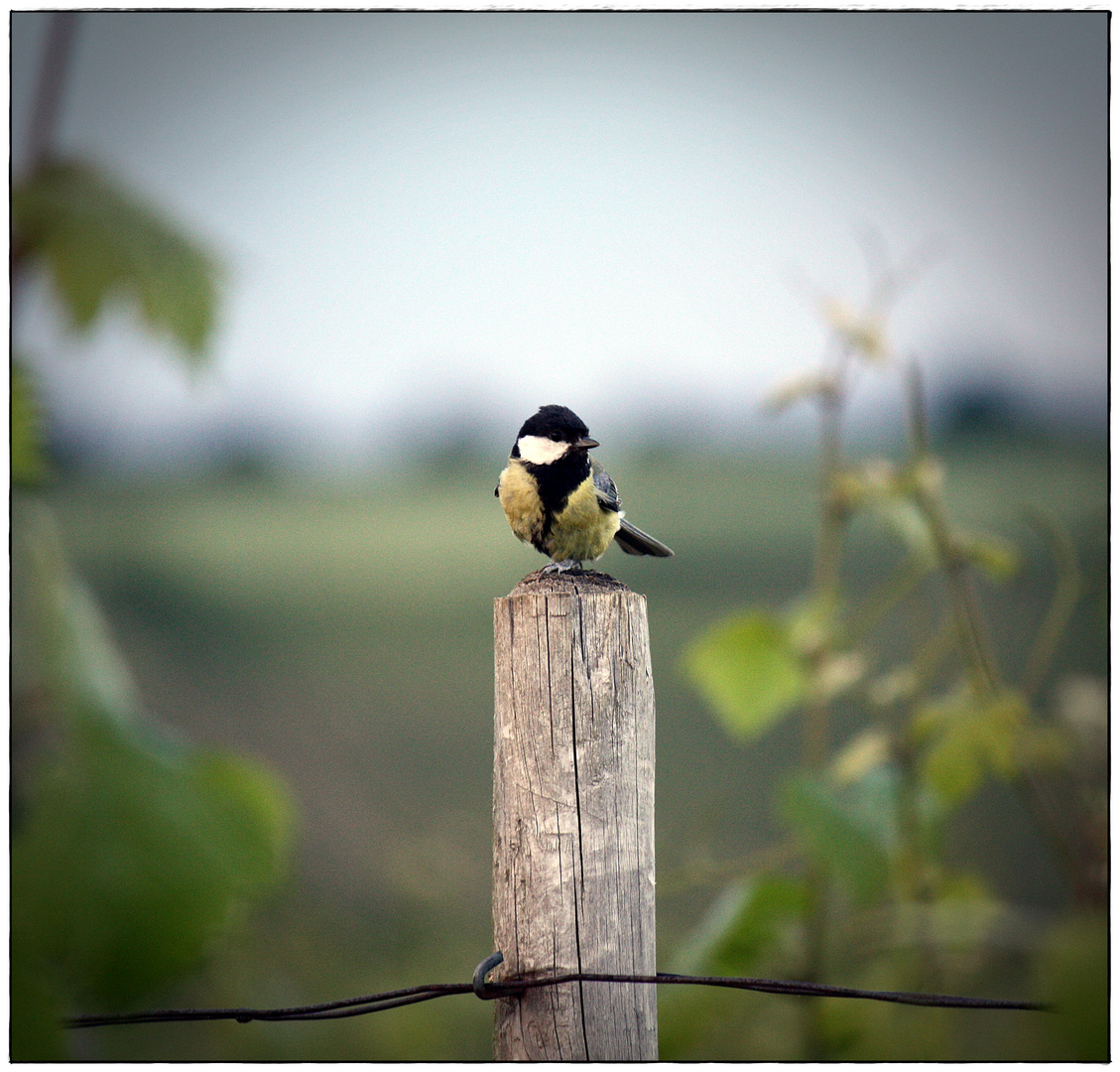 Piep Foto & Bild | tiere, wildlife, natur Bilder auf fotocommunity
