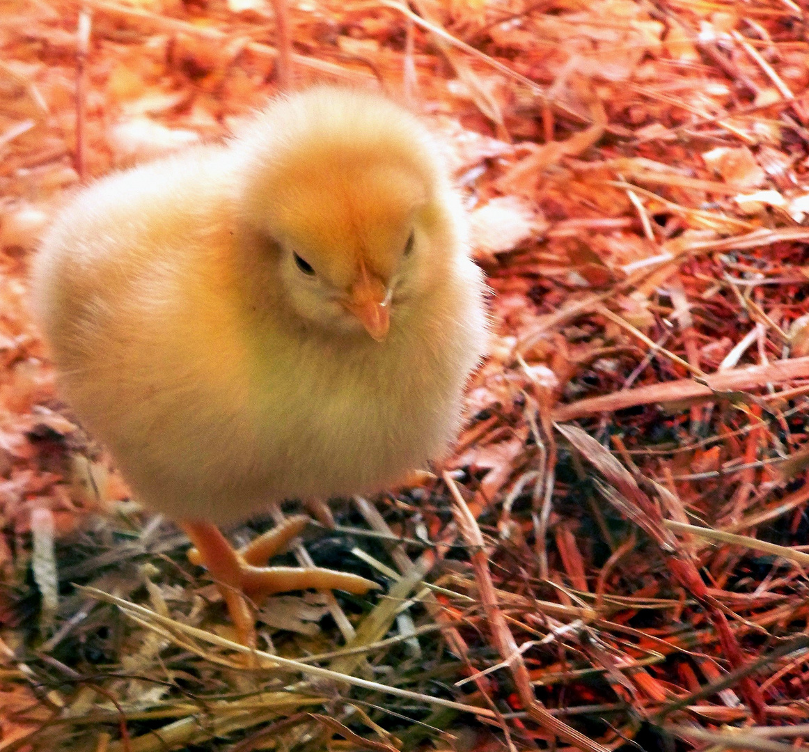 Piep!! Foto & Bild | tiere, tierkinder, natur Bilder auf fotocommunity