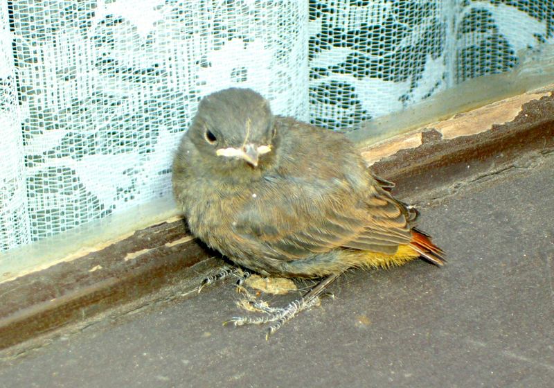 piep Foto & Bild | tiere, tier und mensch, natur Bilder auf fotocommunity