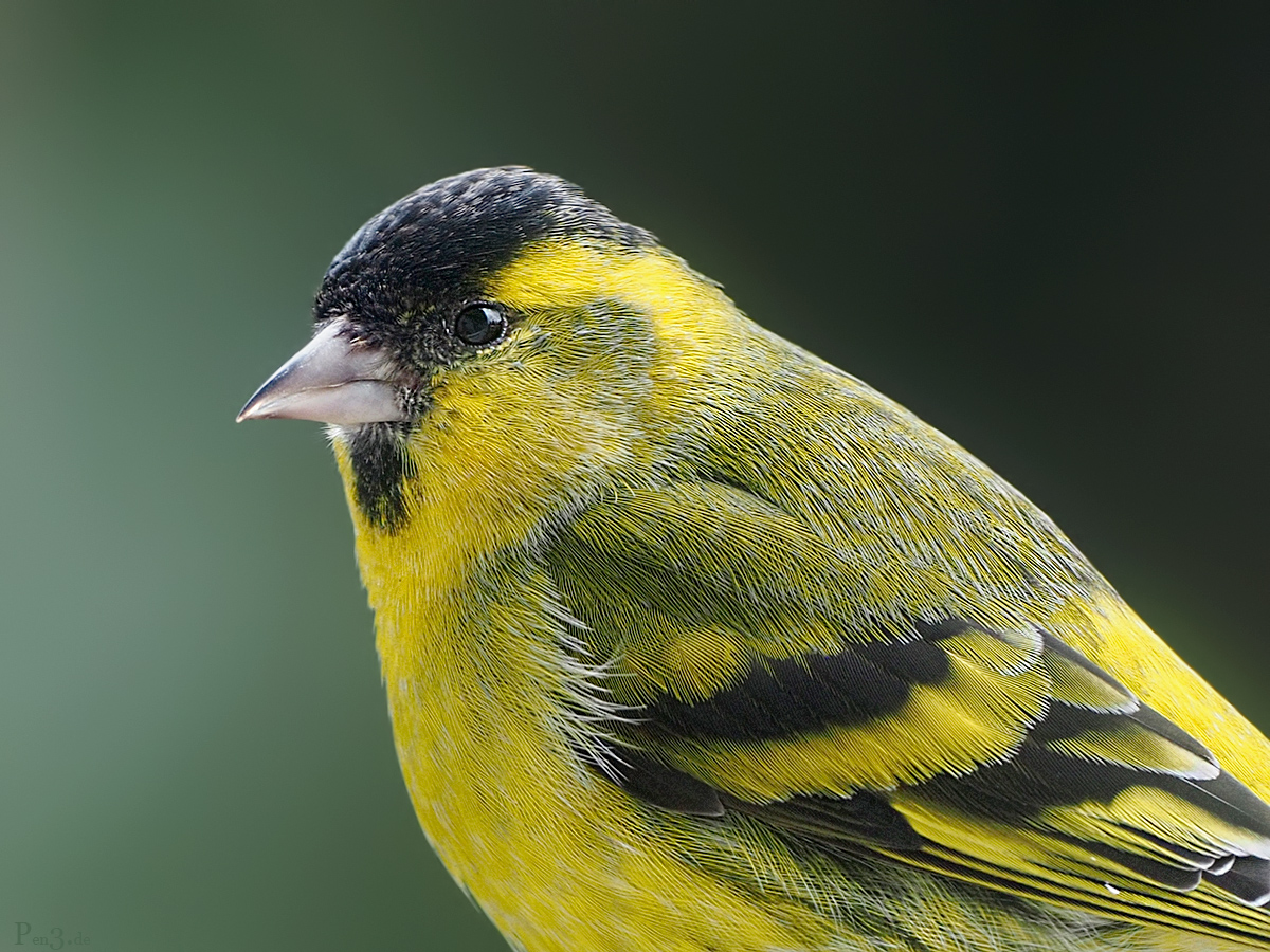 piep..... Foto & Bild | makro, natur, portrait Bilder auf fotocommunity