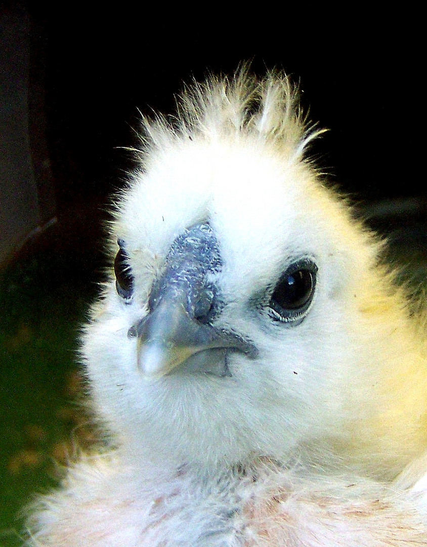 Piep!! Foto & Bild | tiere, tierkinder, vögel Bilder auf fotocommunity