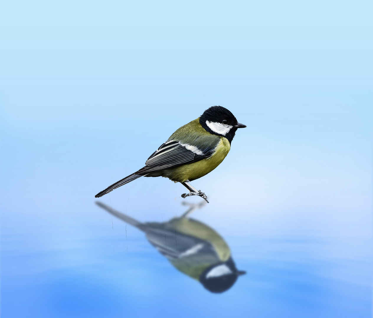 piep Foto & Bild | natur, digiart, tiere Bilder auf fotocommunity