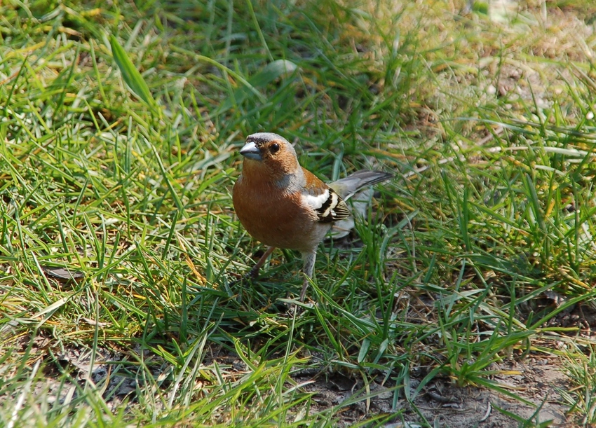 Piep... Foto & Bild | tiere, wildlife, wild lebende vögel Bilder auf ...