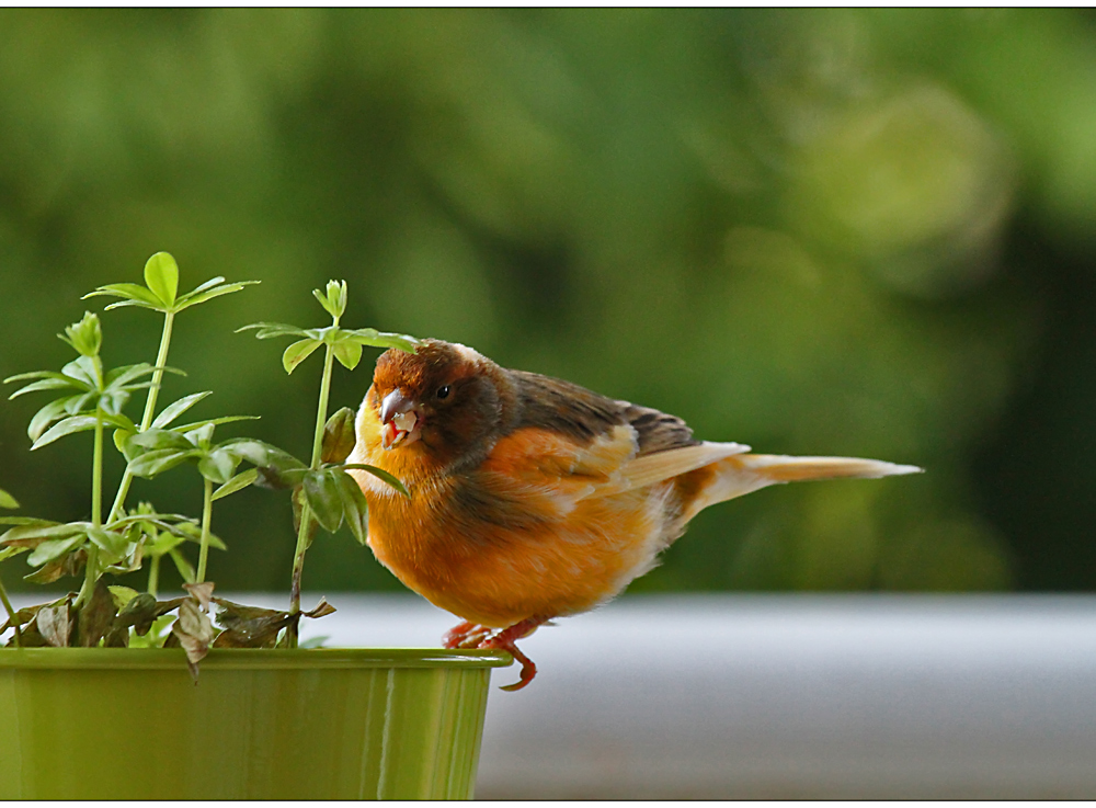 piep * Foto & Bild | familien bande Bilder auf fotocommunity