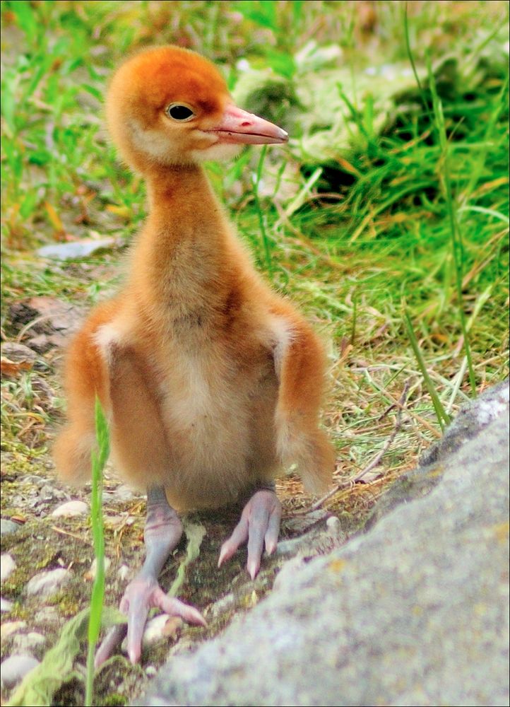 piep-matz Foto & Bild | fotos, natur, zoo Bilder auf fotocommunity