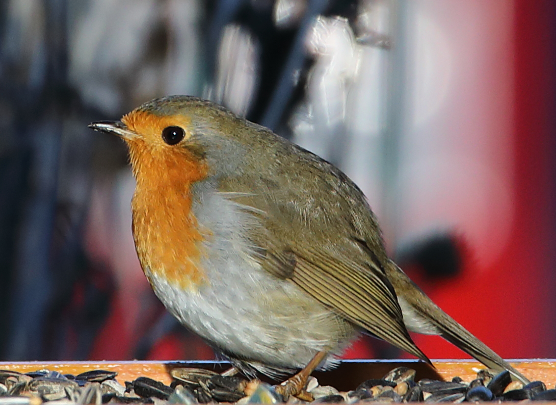 piep piep Foto & Bild | tiere, wildlife, wild lebende vögel Bilder auf ...
