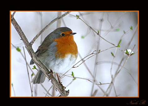 Piep Piep Foto & Bild | tiere, wildlife, wild lebende vögel Bilder auf ...