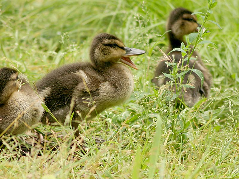 Piep, piep, piep Foto & Bild | tiere, wildlife, wild lebende vögel ...