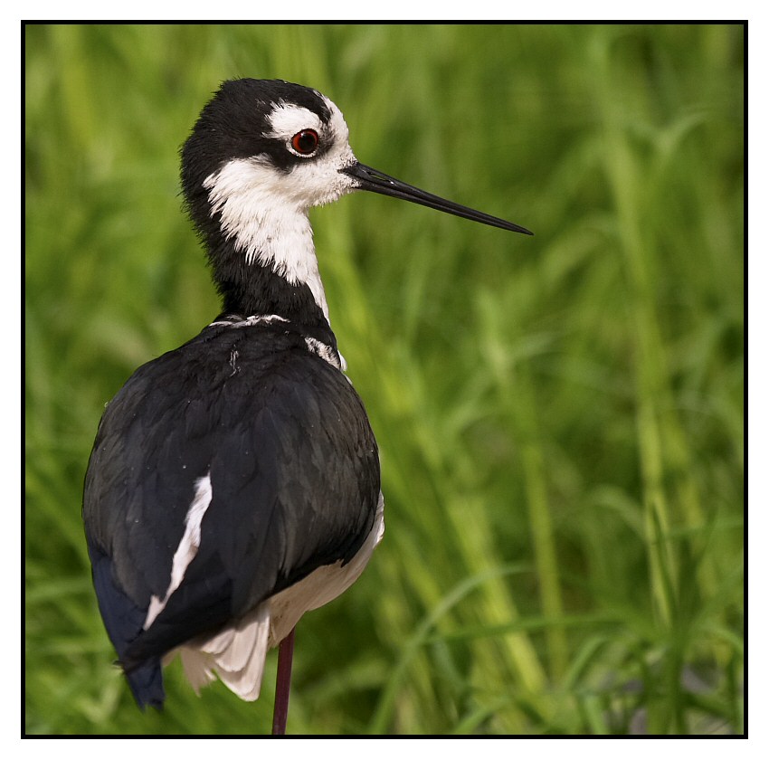 Pieper.... Foto & Bild | tiere, zoo, wildpark & falknerei, vögel Bilder ...