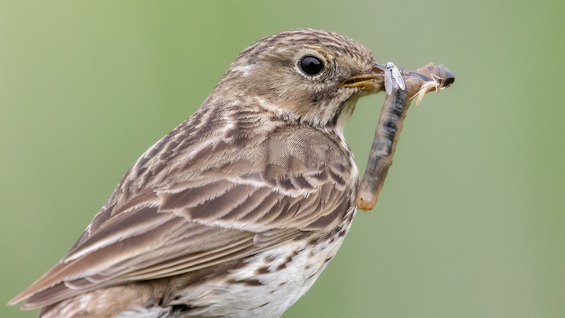 Pieper-Portrait Foto & Bild | tiere, wildlife, wild lebende vögel ...