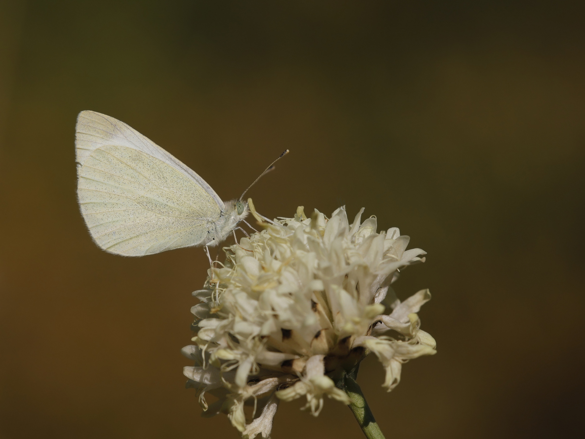 Pieris ergane , Mountain Small White Foto & Bild | tiere, wildlife ...